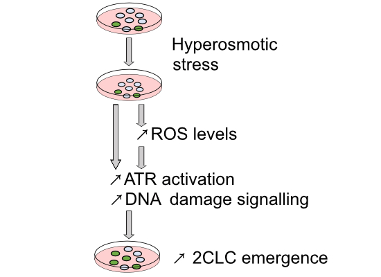 Hyperosmotic stress induces 2‐cell‐like cells through ROS and ATR ...