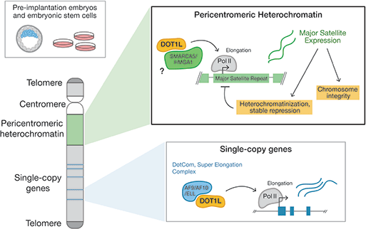 DOT1L bridges transcription and heterochromatin formation at mammalian ...