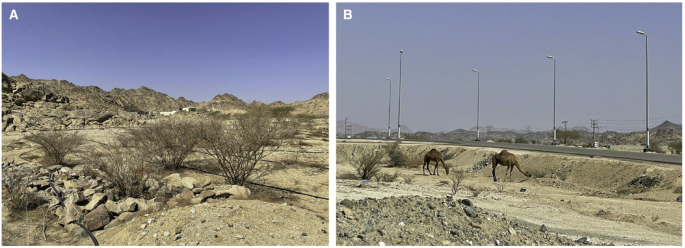 Desert plants to stop desertification | EMBO Reports | Springer Nature Link