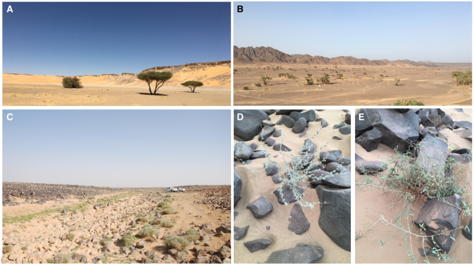 Desert plants to stop desertification | EMBO Reports | Springer Nature Link