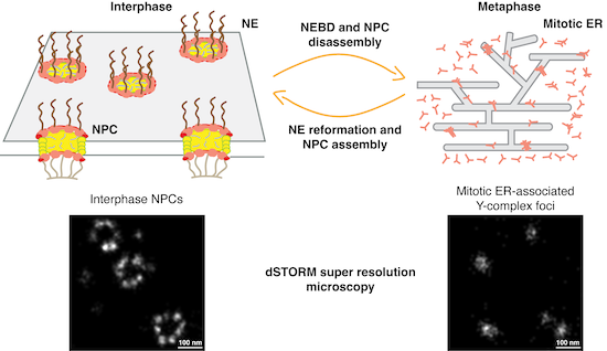 Super‐resolution microscopy reveals focal organization of ER‐associated ...