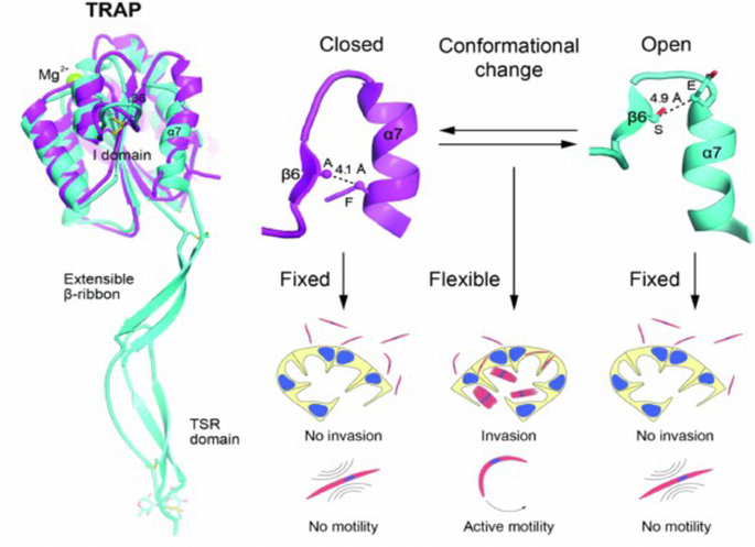 Conformational change of Plasmodium TRAP is essential for sporozoite ...
