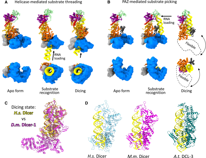 Dicer structure and function: conserved and evolving features | EMBO ...