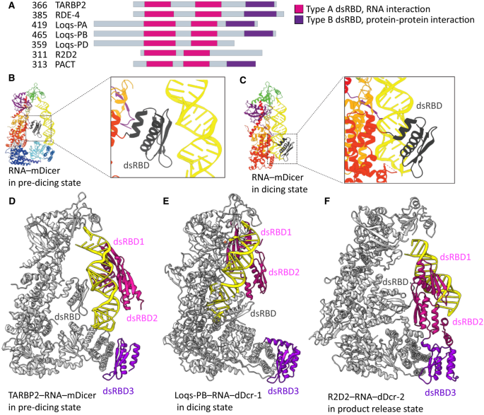 Dicer structure and function: conserved and evolving features | EMBO ...