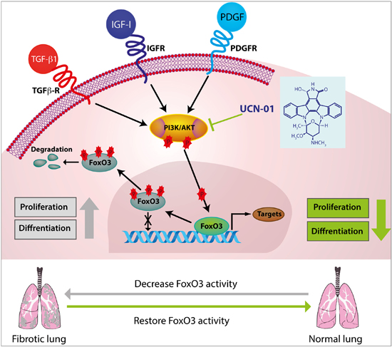 FoxO3 an important player in fibrogenesis and therapeutic target for ...