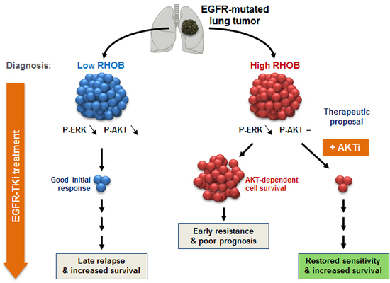 The RAS‐related GTPase RHOB confers resistance to EGFR‐tyrosine kinase ...
