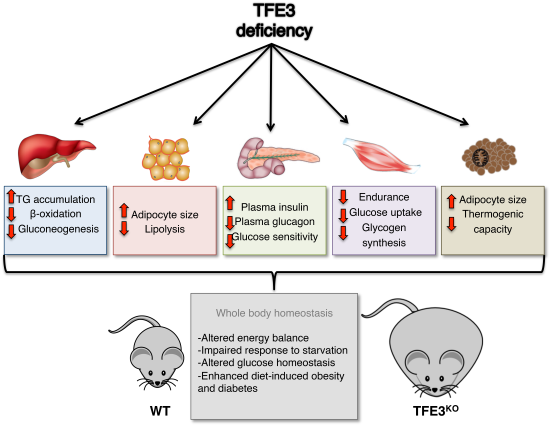 TFE3 regulates whole‐body energy metabolism in cooperation with TFEB ...
