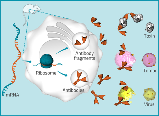 mRNA mediates passive vaccination against infectious agents, toxins ...