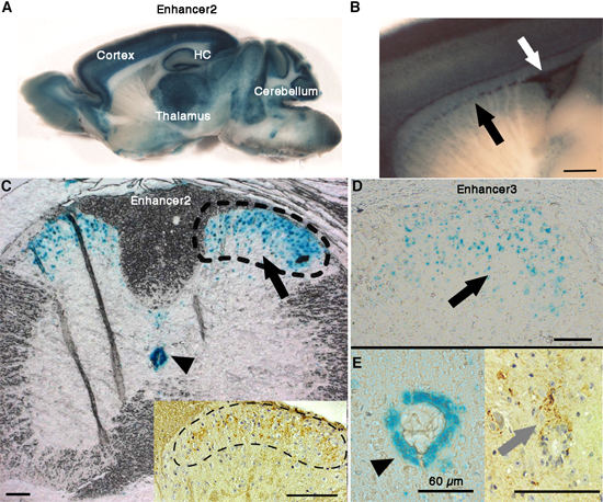 A complex genomic locus drives mtDNA replicase POLG expression to its ...