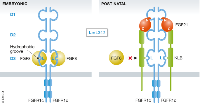 β‐Klotho sustains postnatal GnRH biology and spins the thread of ...