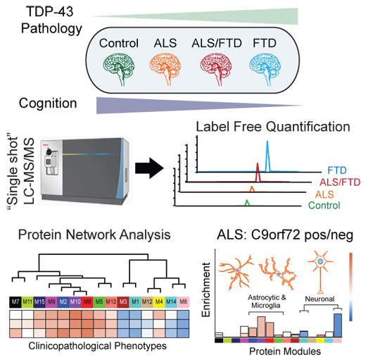 A proteomic network approach across the ALS‐FTD disease spectrum ...