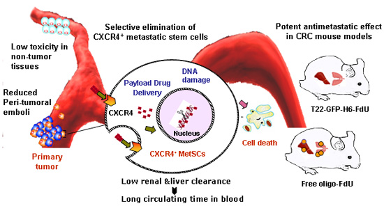 Selective depletion of metastatic stem cells as therapy for human ...