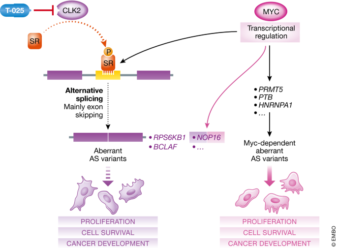 CLK2 blockade modulates alternative splicing compromising MYC‐driven ...