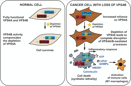 Synthetic lethality between VPS4A and VPS4B triggers an inflammatory ...