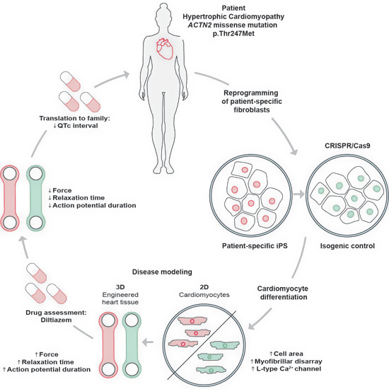 Disease modeling of a mutation in α‐actinin 2 guides clinical therapy ...