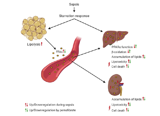 Hepatic PPARα function and lipid metabolic pathways are dysregulated in ...
