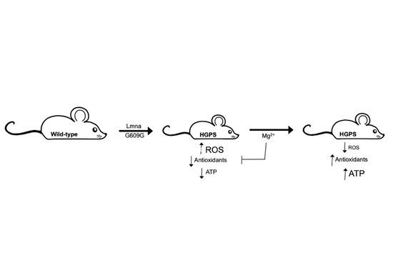 Dietary magnesium supplementation improves lifespan in a mouse model of ...
