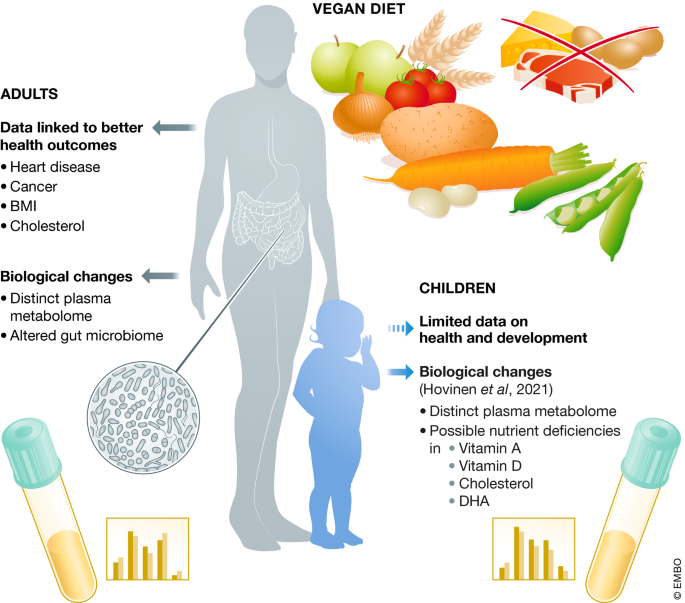 Metabolomics: insights into plant‐based diets | EMBO Molecular Medicine ...