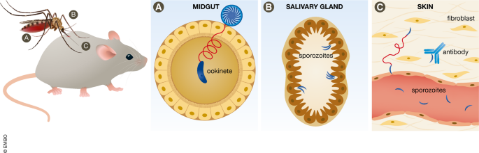 Motile mosquito stage malaria parasites: ready for their close‐up ...