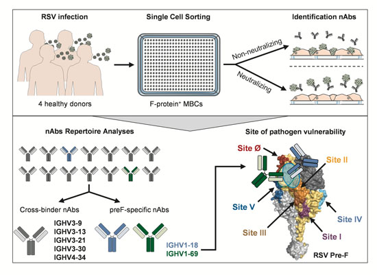 The respiratory syncytial virus (RSV) prefusion F‐protein functional ...