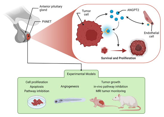 Angpt2/Tie2 autostimulatory loop controls tumorigenesis | EMBO ...