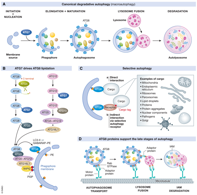 Emerging roles of ATG7 in human health and disease | EMBO Molecular ...