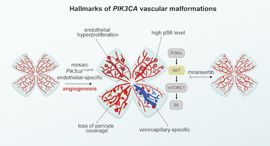 The onset of PI3K‐related vascular malformations occurs during ...