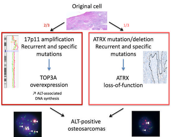 TOP3A amplification and ATRX inactivation are mutually exclusive events ...