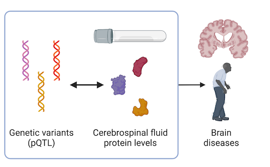 The genetic regulation of protein expression in cerebrospinal fluid ...