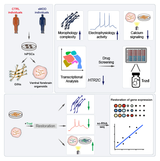 Depressive patient‐derived GABA interneurons reveal abnormal neural ...
