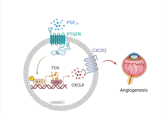 PGF2α facilitates pathological retinal angiogenesis by modulating ...