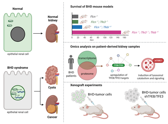 TFEB and TFE3 drive kidney cystogenesis and tumorigenesis | EMBO ...