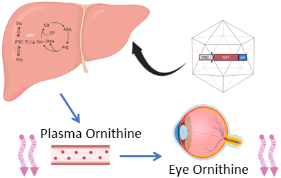 Liver‐directed gene therapy for ornithine aminotransferase deficiency ...