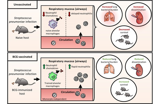 Subcutaneous BCG vaccination protects against streptococcal pneumonia ...