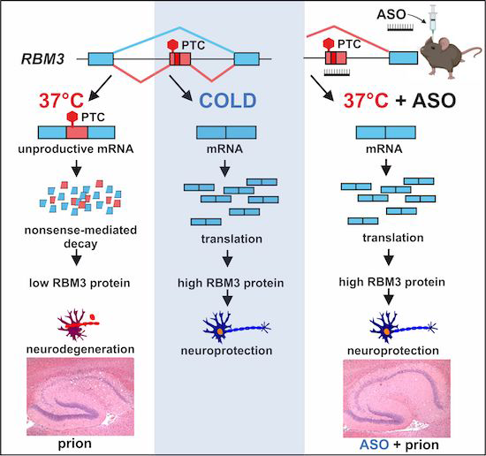 ASO targeting RBM3 temperature‐controlled poison exon splicing prevents ...