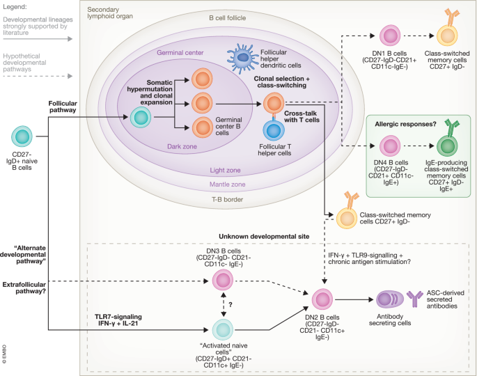Functions of double‐negative B cells in autoimmune diseases, infections ...