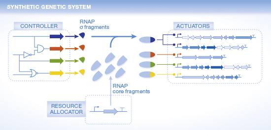 A ‘resource allocator’ for transcription based on a highly fragmented T7 RNA polymerase ...