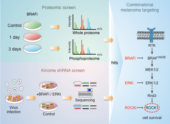 ROCK1 is a potential combinatorial drug target for BRAF mutant melanoma | Molecular Systems Biology