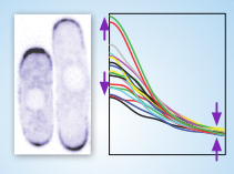 Pom1 gradient buffering through intermolecular auto‐phosphorylation ...