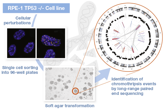 A cell‐based model system links chromothripsis with hyperploidy ...