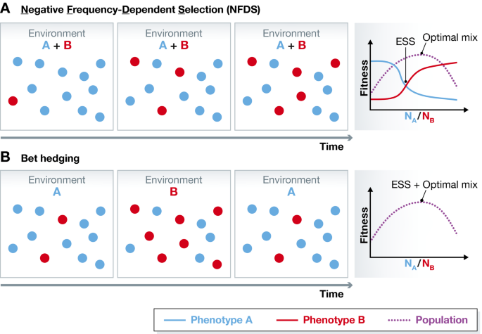 Frequency‐dependent selection: a diversifying force in microbial ...