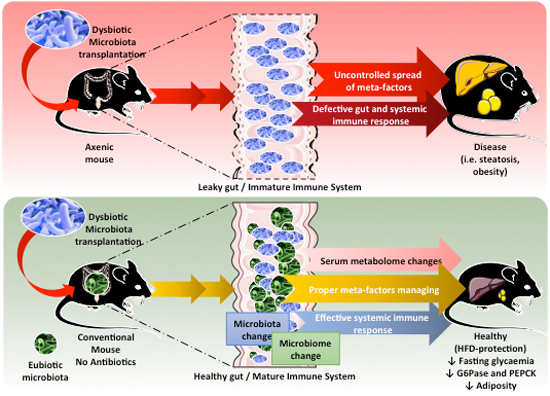 Transfer of dysbiotic gut microbiota has beneficial effects on host ...