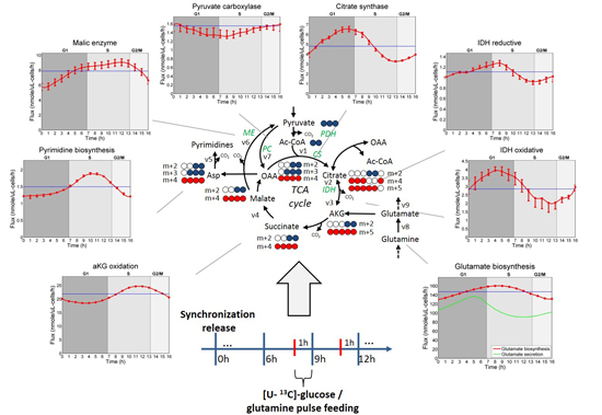Temporal fluxomics reveals oscillations in TCA cycle flux throughout ...