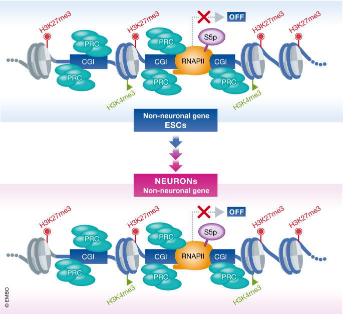 Ready, Set…Poised!: Polycomb target genes are bound by poised RNA ...