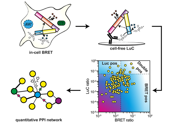 LuTHy: a double‐readout bioluminescence‐based two‐hybrid technology for ...