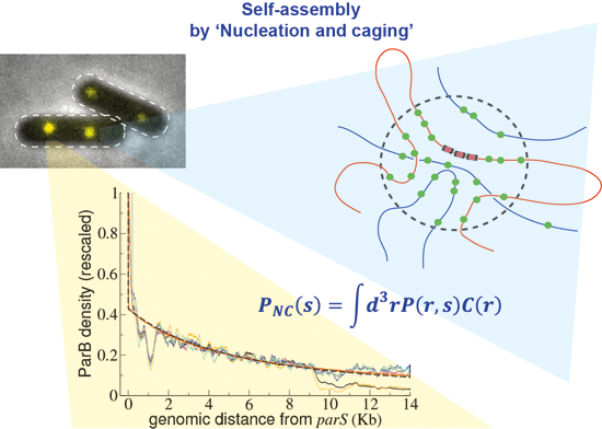 A conserved mechanism drives partition complex assembly on bacterial ...