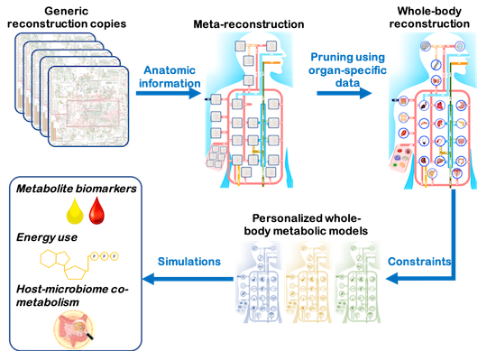 Personalized whole‐body models integrate metabolism, physiology, and ...