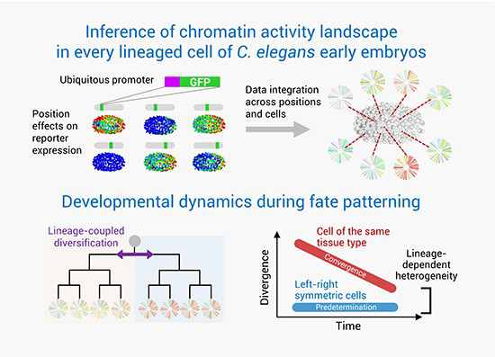 Single‐cell dynamics of chromatin activity during cell lineage ...