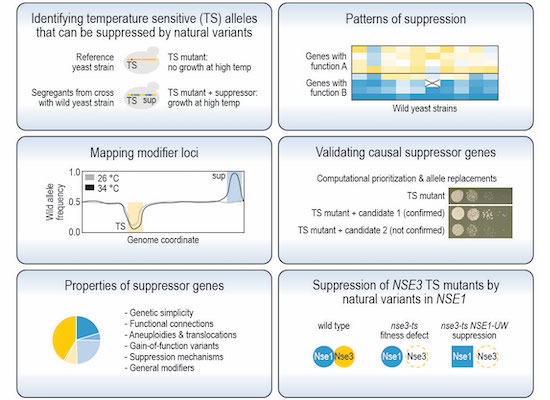 Natural variants suppress mutations in hundreds of essential genes ...