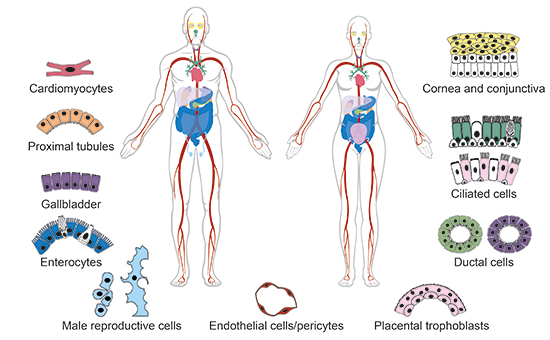 The protein expression profile of ACE2 in human tissues | Molecular ...